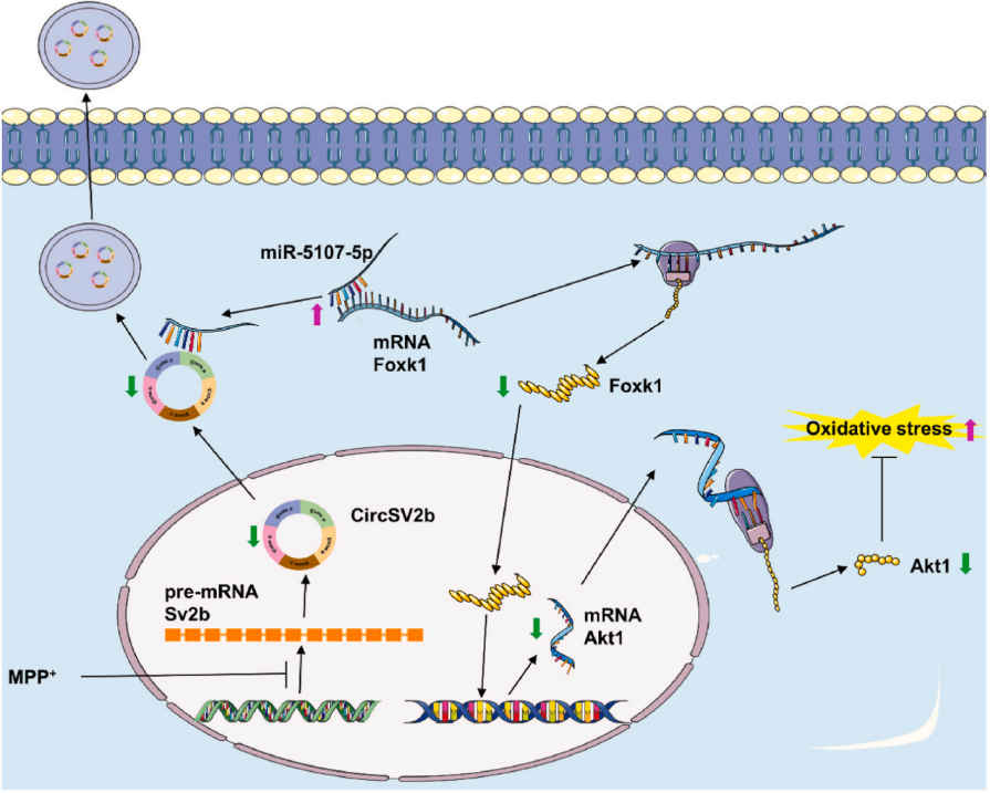 CUT&Tag项目文章丨北京大学张卫光教授团队解析circRNA调节帕金森病氧化应激的新机制 - 知乎