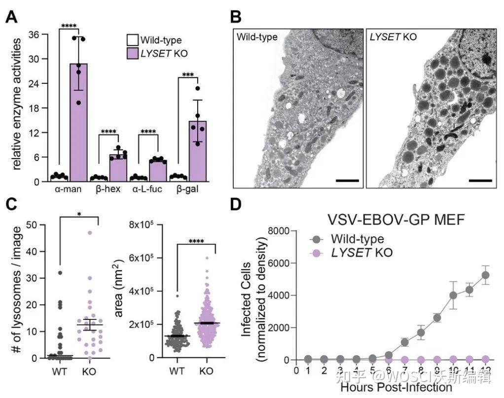 Science背靠背 | 人类疾病基因LYSET对溶酶体酶运输与病毒感染至关重要 - 知乎