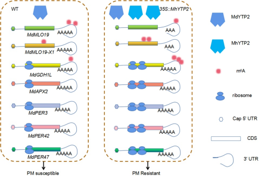 RNA结合蛋白研究技术：RIP-seq实验分析流程及案例分享 - 知乎