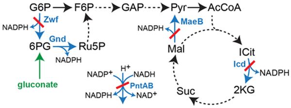 构建NADPH营养缺陷型大肠杆菌可快速测定胞内NADPH的再生能力 - 知乎