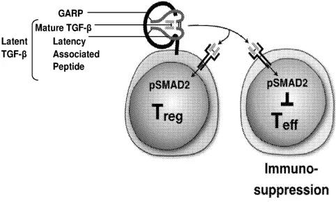 【年末重磅】GARP靶点全新来袭 - 知乎