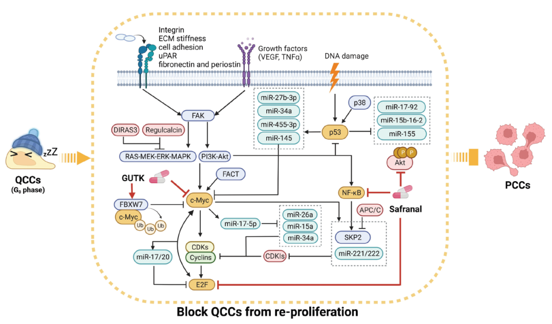 重磅！AMM综述｜调控静止期癌细胞的分子机理及治疗药物的研究进展 - 知乎