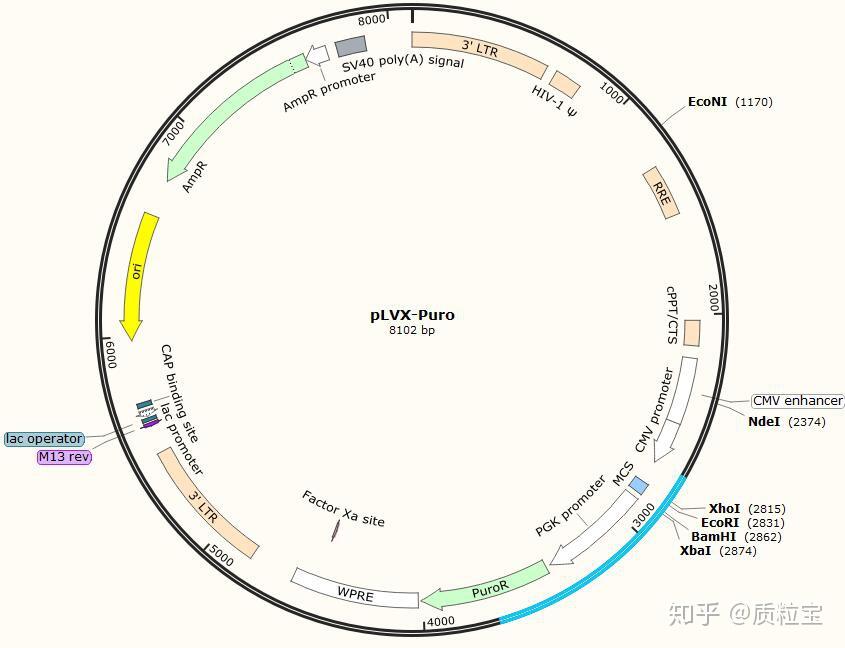 plvx-puro 哺乳动物细胞慢病毒表达载体 - 知乎