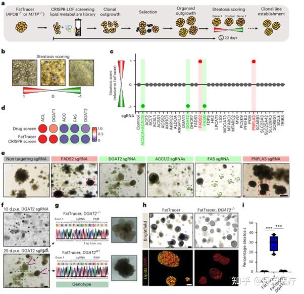 Hans Clevers|基于CRISPR筛选的新型人脂肪性肝病类器官模型的构建与应用 - 知乎
