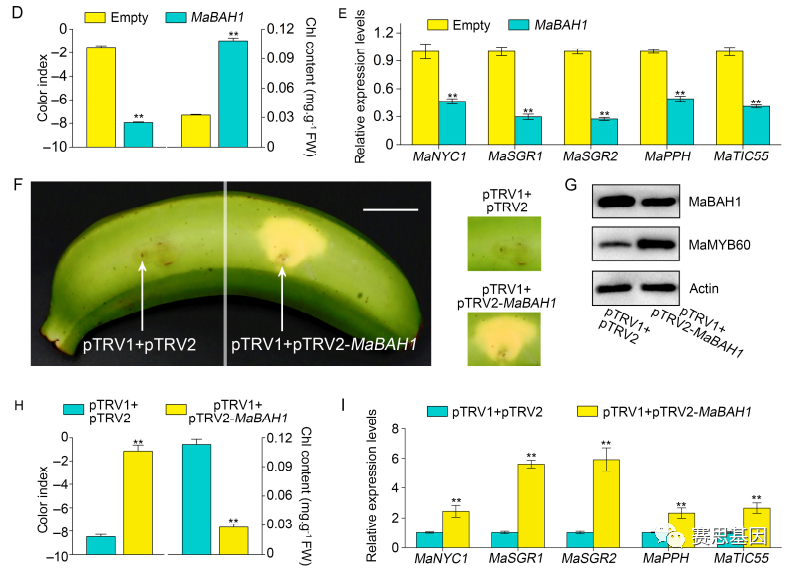 【PLANT CELL】由MaBAH1介导的蛋白酶体降解，可抑制香蕉种高温诱导的叶绿素的分解和果实的成熟 - 知乎