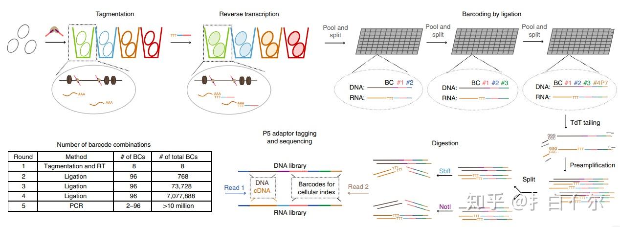 新技术 | 单细胞多组学 SHARE-seq 及生物发现 - 知乎