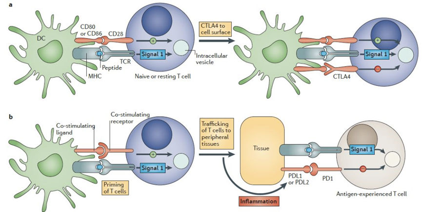 赛诺菲、再生元牵头“解封”激活型免疫检查点CD28 - 知乎