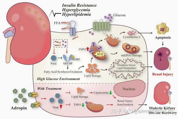 《ACS AMI》：活性氧响应性纳米胶囊携带阿托品用于糖尿病小鼠脂质肾毒性改善 - 知乎