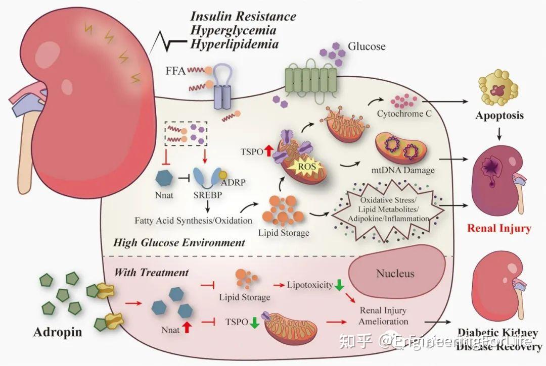 《ACS AMI》：活性氧响应性纳米胶囊携带阿托品用于糖尿病小鼠脂质肾毒性改善 - 知乎