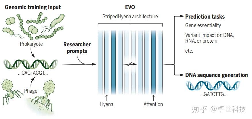 登Science封面！基因组基础模型Evo重磅发布，AI解码分子、DNA、RNA和蛋白质 - 知乎