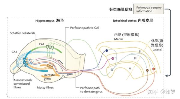 Neuron|出生后早期海马CA1回路的外部控制 - 知乎