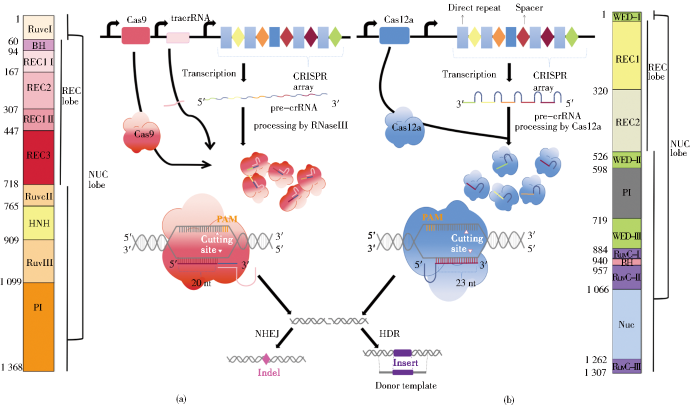 CRISPR/Cas12a基因组编辑技术及应用 - 知乎