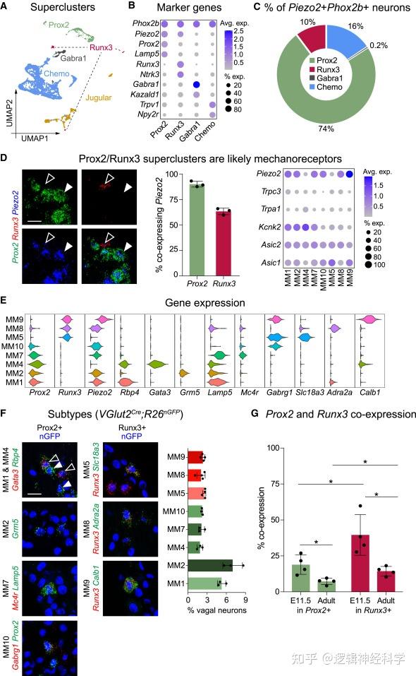 Neuron︱德国柏林马克斯·德尔布吕克分子医学中心团队发现Prox2和Runx3迷走神经感觉神经元调节食管运动 - 知乎