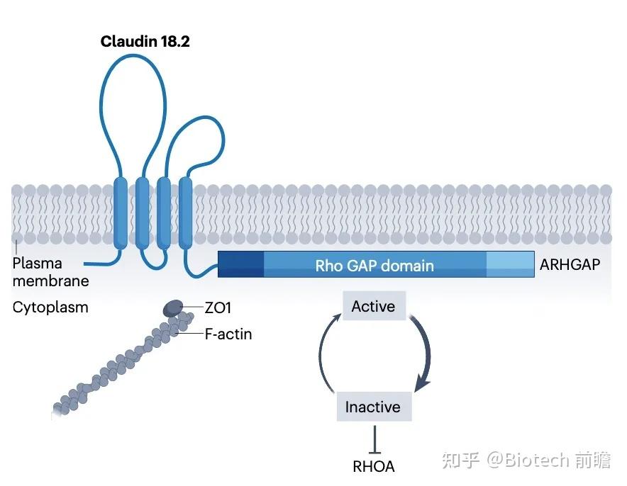 自然子刊丨治疗新靶点CLDN18.2综述 - 知乎