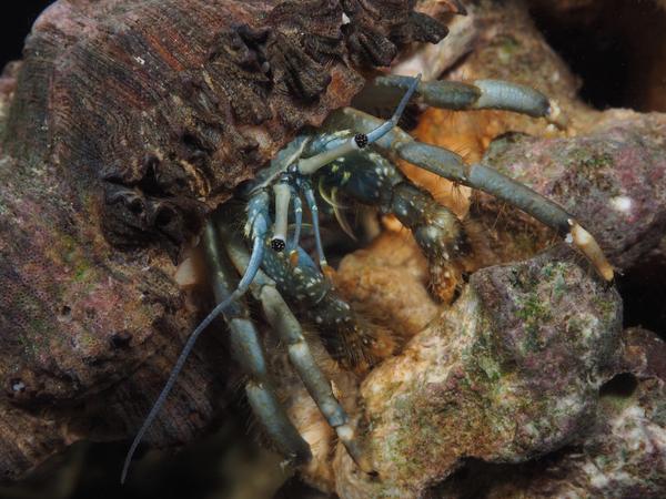 中国海寄居蟹总科图鉴 - 知乎