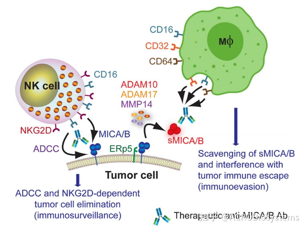 靶向NKG2家族，剑指肿瘤免疫领域 - 知乎