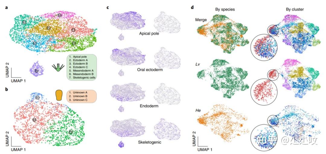 Nat Ecol Evol新成果揭示海胆早期发育模式的进化变化，为海洋生物研究提供新思路 - 知乎
