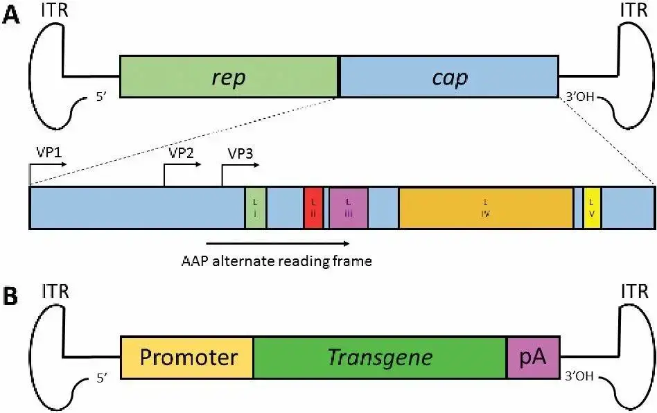 解决基因治疗痛点——AAV-ITR测通+载体稳定构建 - 知乎