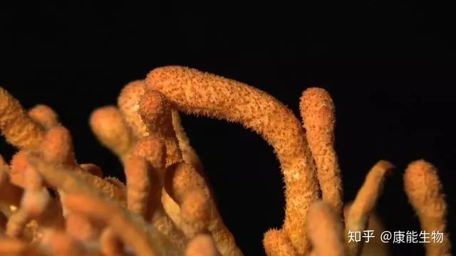 涨知识丨来，我们认识一下虫草素！ - 知乎