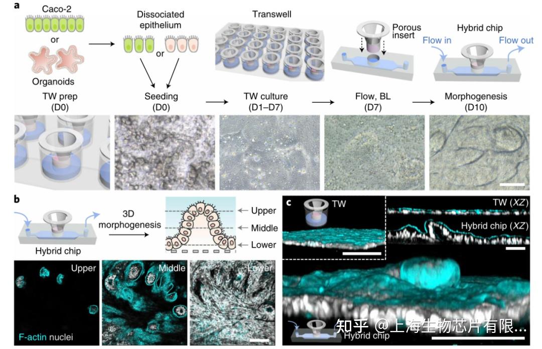 IF 13！Microfluidics-Transwell应用肠上皮三维形态发生的基础研究 - 知乎