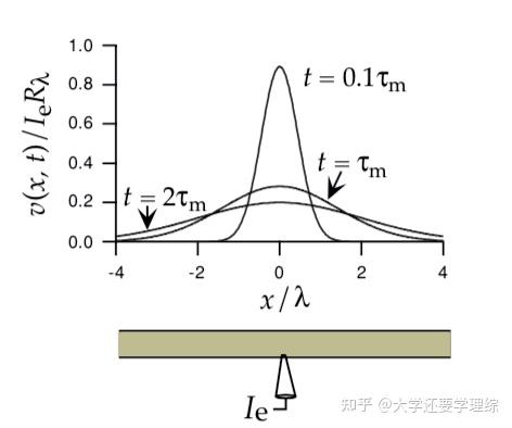 神经信号在突触上的传导：Cable Theory - 知乎