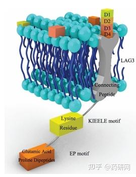 LAG-3：从分子功能到临床应用 - 知乎