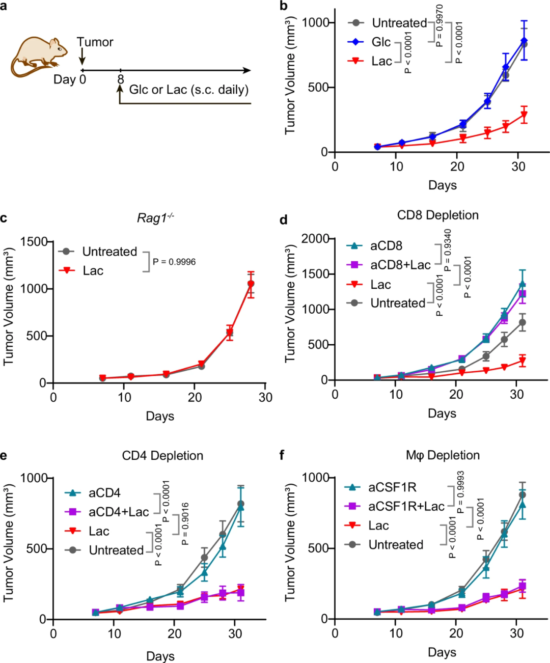 Nat Comm | 乳酸增加CD8 + T细胞的干细胞特性以增强抗肿瘤免疫力 - 知乎