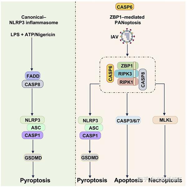 【cell文献拆解】caspase 6:先天免疫、炎性小体激活和宿主防御的关键调控因子 知乎