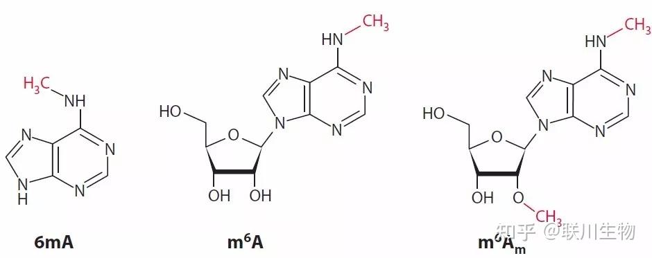 RNA碱基修饰以及m6A的前世今生 | m6A专题 - 知乎