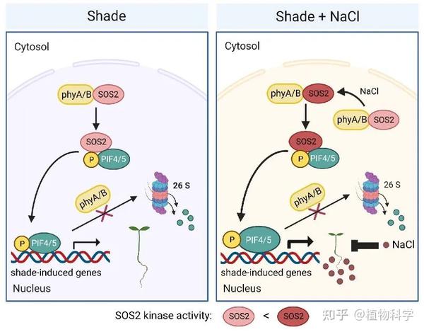 Plant Cell | 中国农业大学李继刚/郭岩团队合作揭示SOS2调控植物避荫反应的分子机制 - 知乎