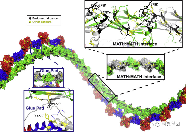 Mol Cell | 揭示SPOP蛋白如何在癌症中发挥作用 - 知乎