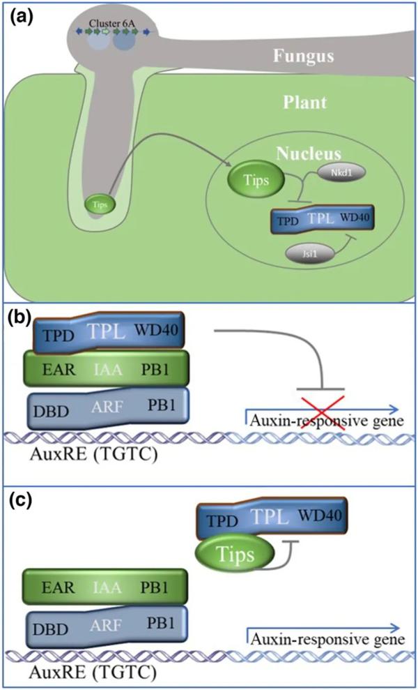 New Phytologist | 研究揭示病原真菌如何使其宿主植物失去抵抗力！ - 知乎