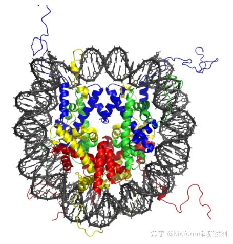 组蛋白与核小体有何关系 - 知乎