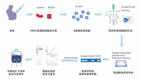 如何利用单个B细胞技术快速发现与筛选抗体？ - 知乎