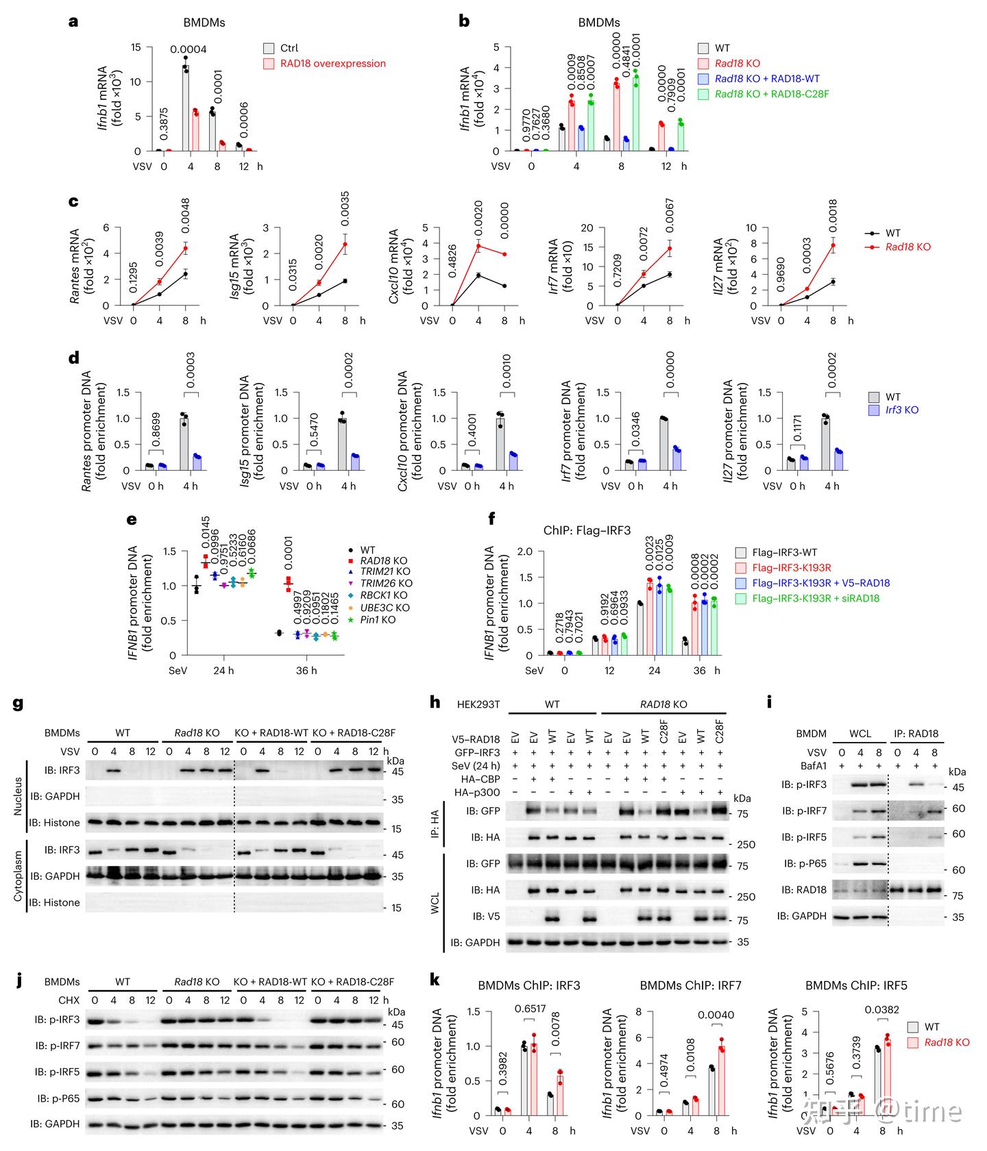 文献分享 | Nature Immunology：E3连接酶RAD18靶向磷酸化的IRF3终止IFNB1转录 - 知乎
