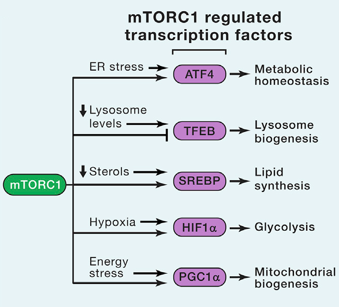 干货 | 揭开mTOR神秘面纱 - 知乎