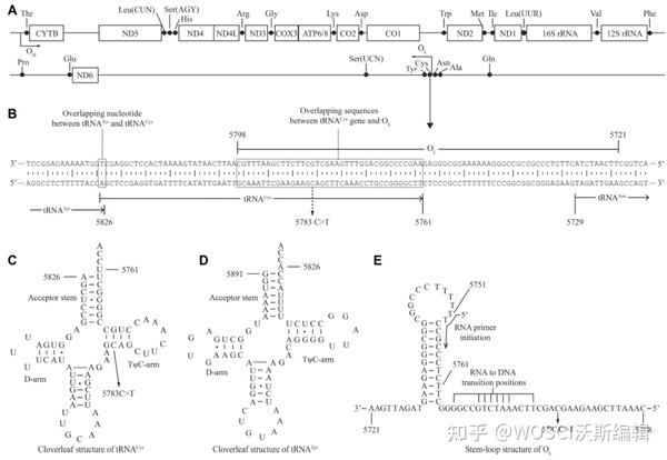NAR（IF=19）| 浙江大学发现耳聋相关的线粒体DNA突变导致对DNA复制和tRNA代谢的多效性影响 - 知乎