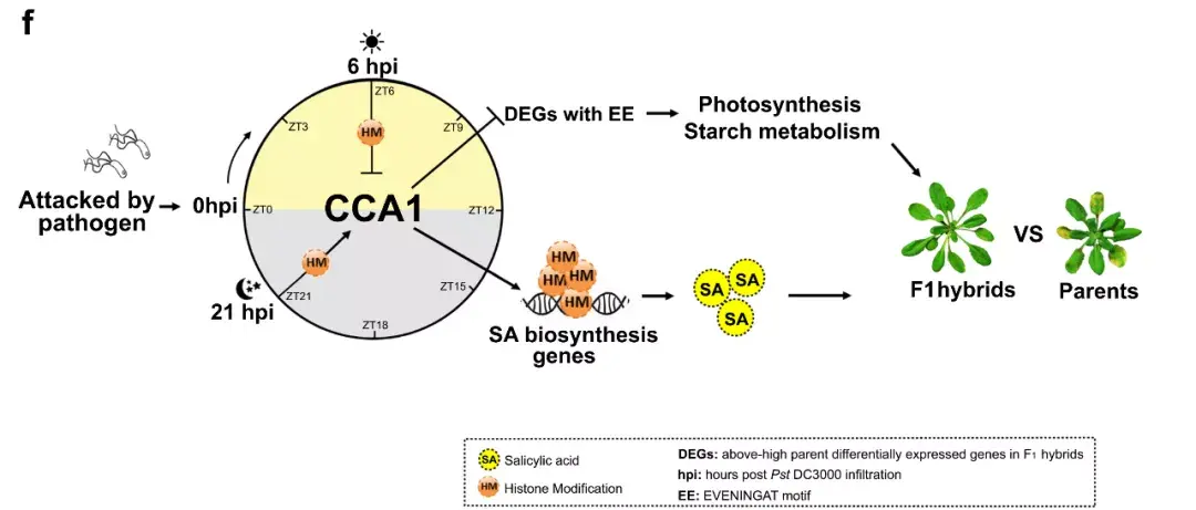Nature Communications| 北京大学邓兴旺院士团队揭示CCA1调控杂种抗病优势的作用机制 - 知乎