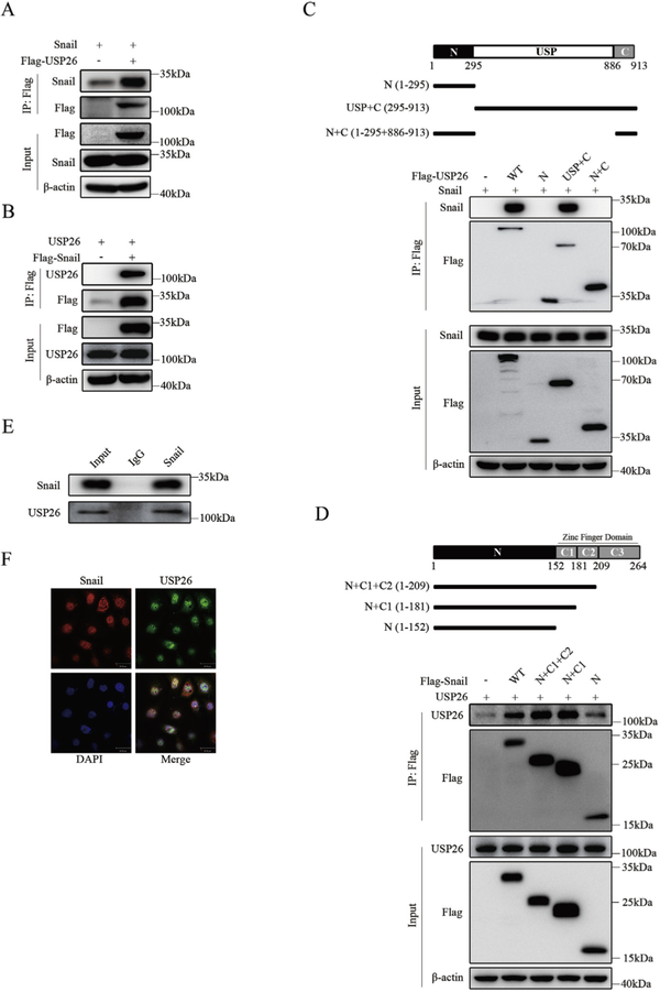 USP26通过稳定Snail促进食管鳞状细胞癌转移 - 知乎