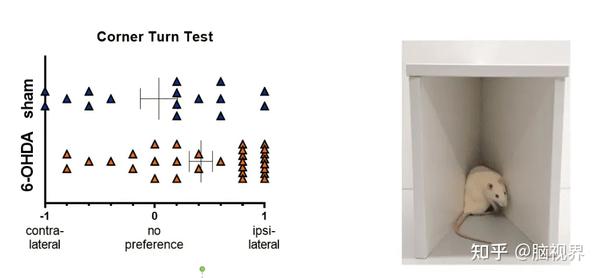 用于评估啮齿动物脑出血后的不对称性行为学测试：转角实验（Corner Turning Test ） - 知乎