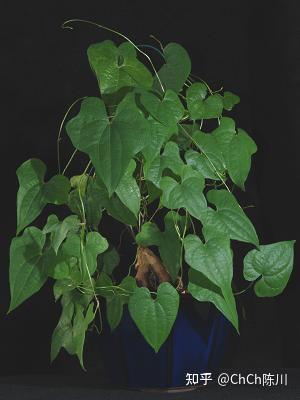 多肉植物全图鉴11：薯蓣科（Dioscoreaceae），薯蓣属（Dioscorea） - 知乎