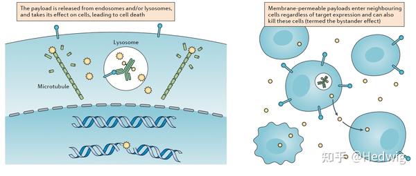 30分钟入门ADC-1：ADC概述 - 知乎