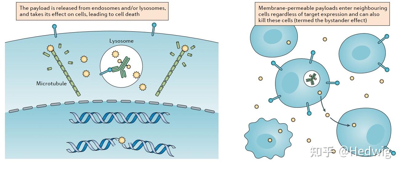 30分钟入门ADC-1：ADC概述 - 知乎