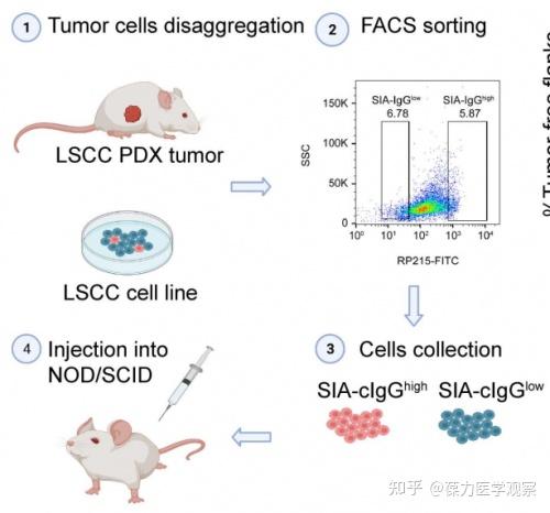 Cancer Res | 北京大学邱晓彦团队发现肺癌细胞干性的调控新机制 - 知乎