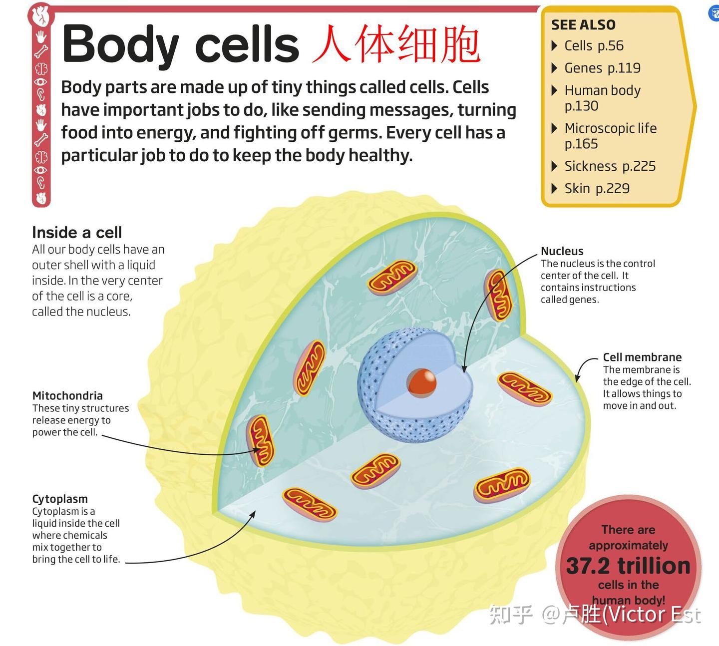 少儿科技英语速成：人体细胞 - 知乎