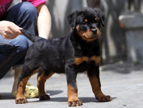 养好罗威纳犬你需要了解的 - 知乎