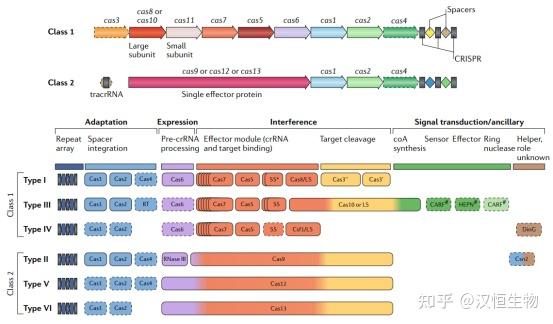 CRISPR/Cas系统的新星1——Cas12a - 知乎