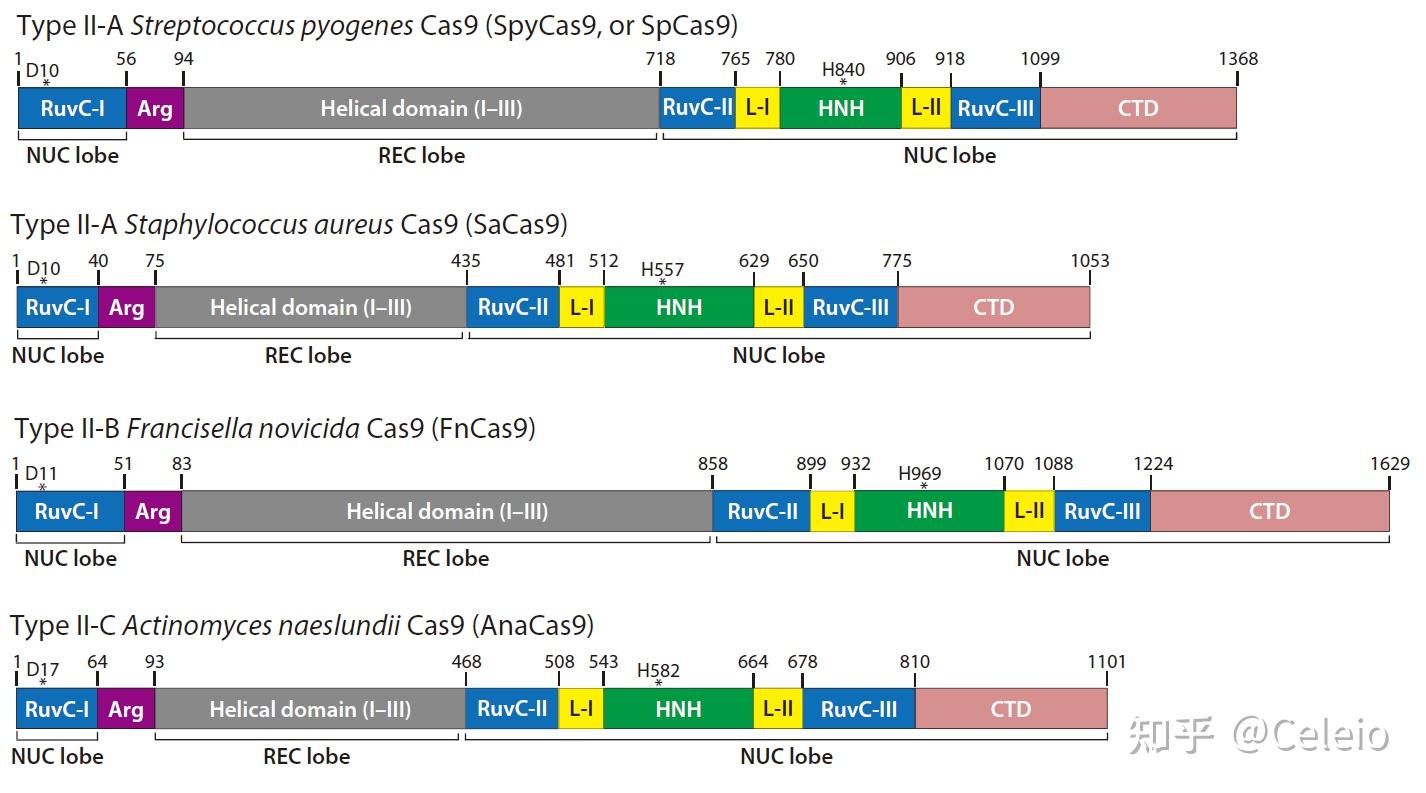 CRISPR-Cas9蛋白的结构与作用机制 - 知乎