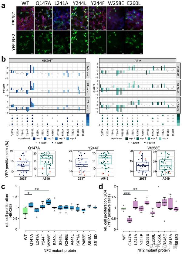 错义变体相互作用扫描揭示了FERM-F3结构域对肿瘤抑制蛋白NF2构象和功能的关键作用 - 知乎