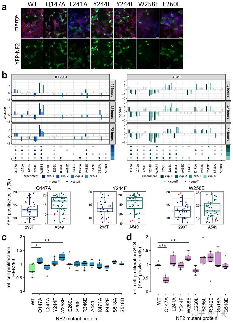 错义变体相互作用扫描揭示了FERM-F3结构域对肿瘤抑制蛋白NF2构象和功能的关键作用 - 知乎